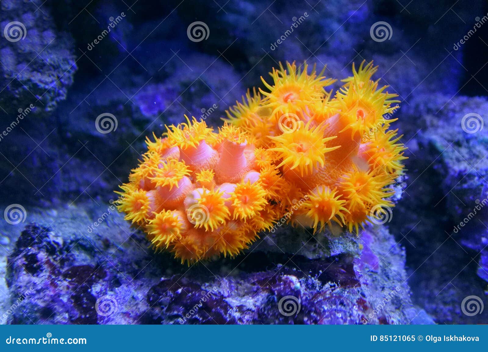 Tubastrea image stock. Image du marin, polypes, récif - 85121065