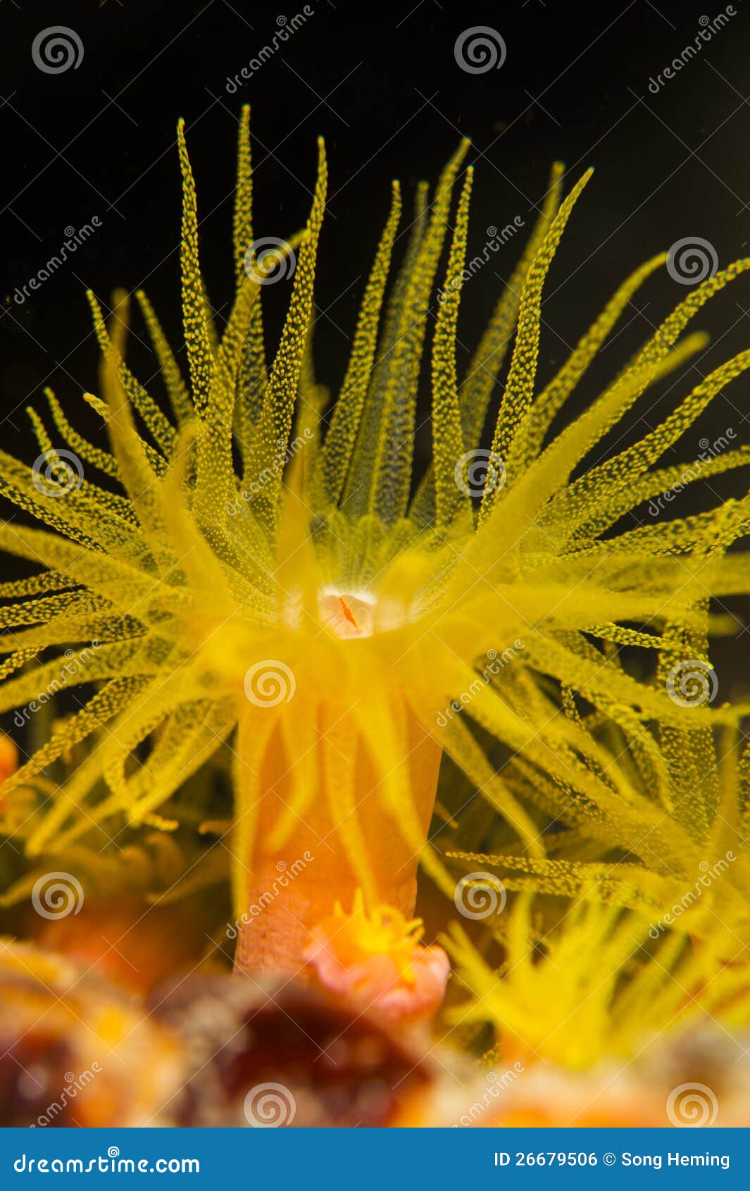 Tubastrea, Sun Coral, Sun Polyps Stock Photography | CartoonDealer.com ...