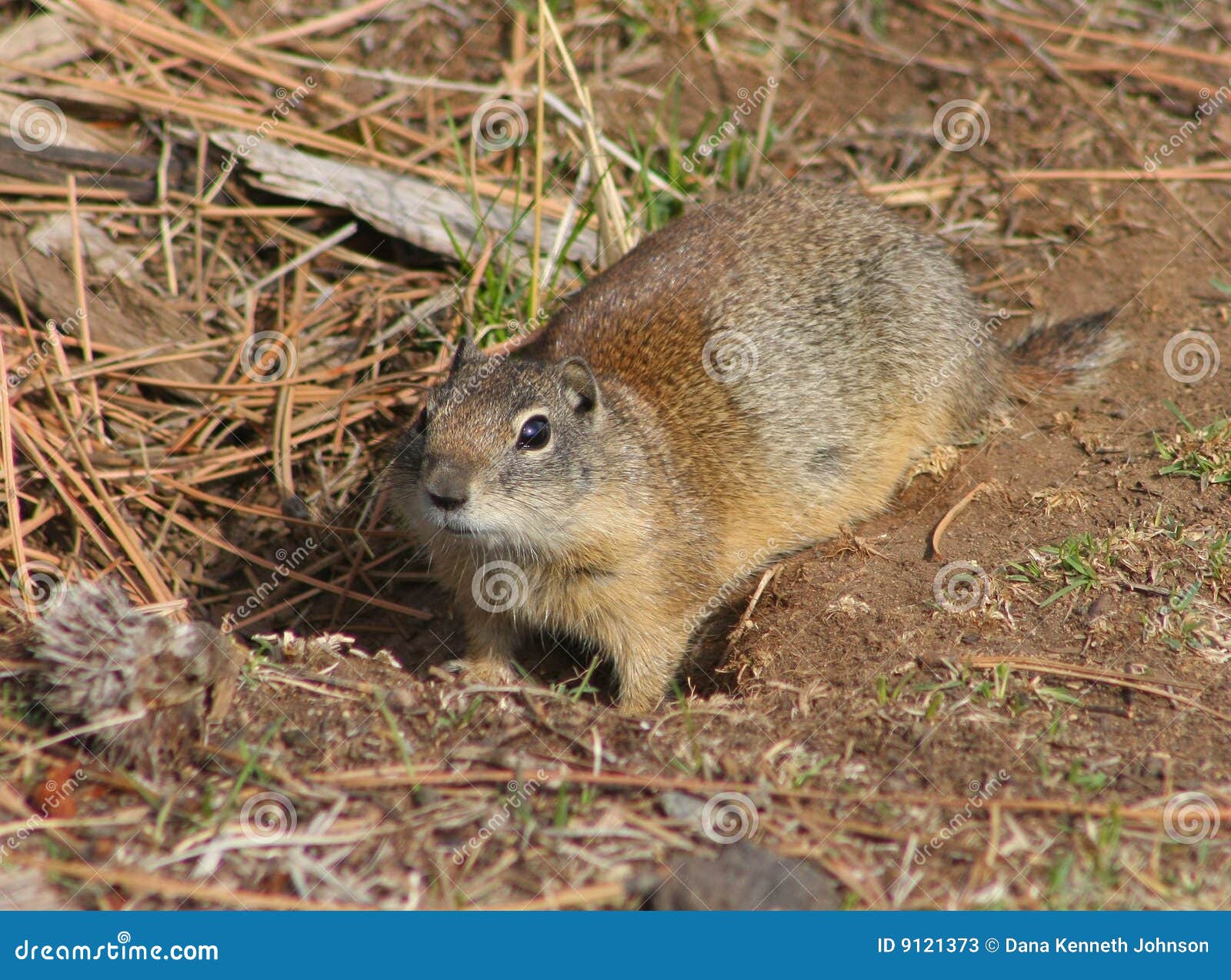 Tubby Gopher stock image. Image of belding, squirrel, rodents - 9121373