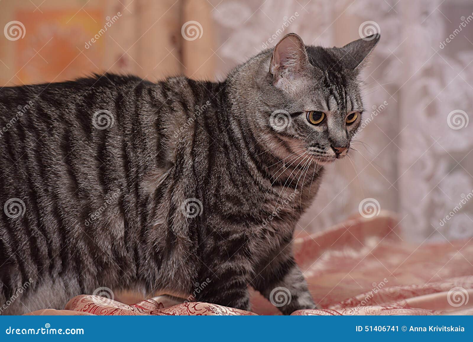 Tubby tabby cat stock image. Image of curiosity, eyes - 51406741