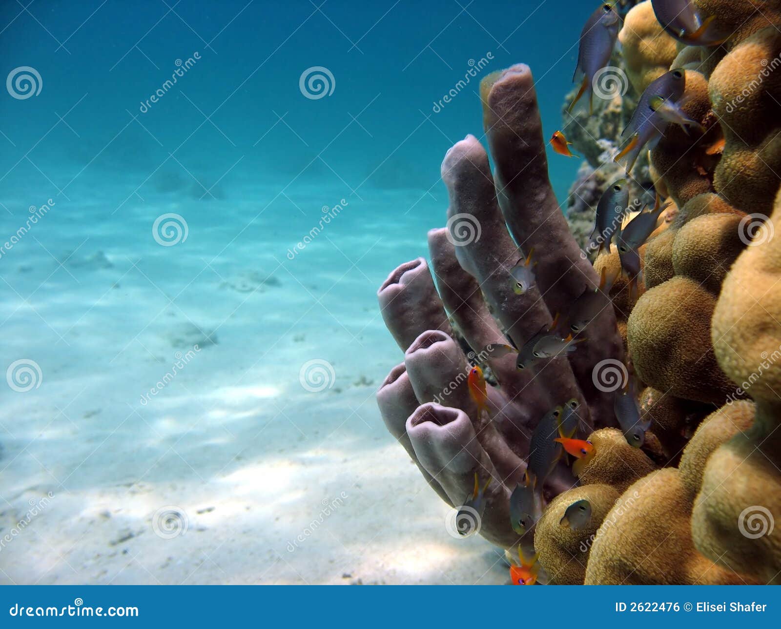 Tube Coral stock photo. Image of travel, animal, diving - 2622476