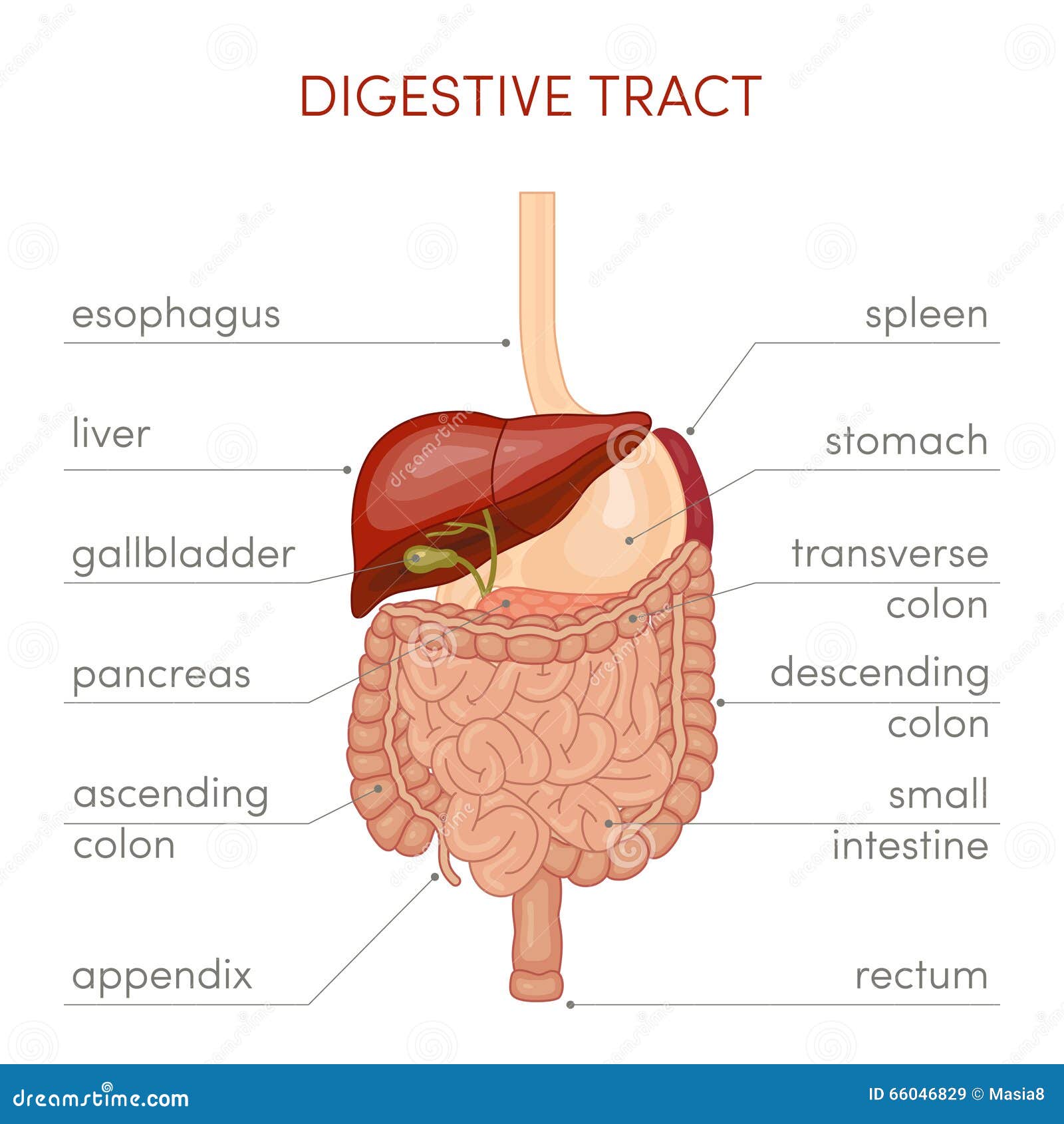Tube digestif illustration stock. Illustration du apprendre - 66046829