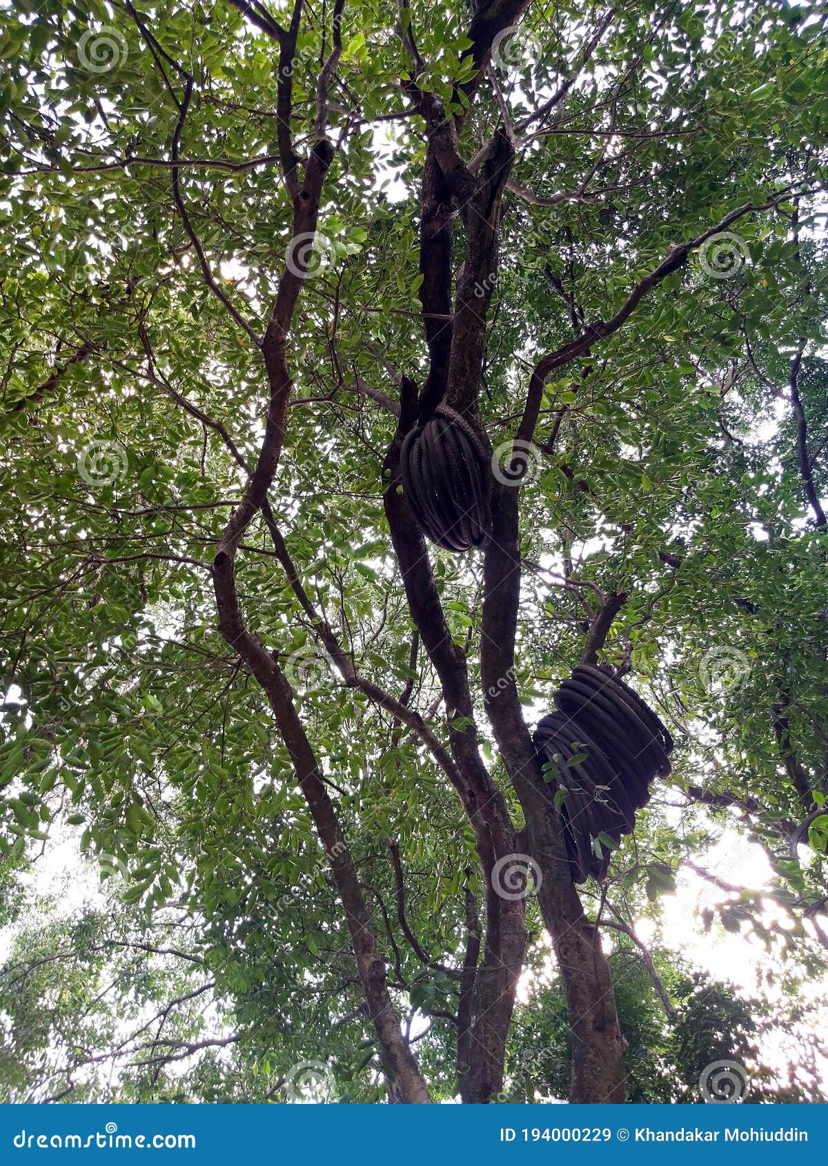 Tube Hangging on Tree. stock image. Image of tree, hangging - 194000229