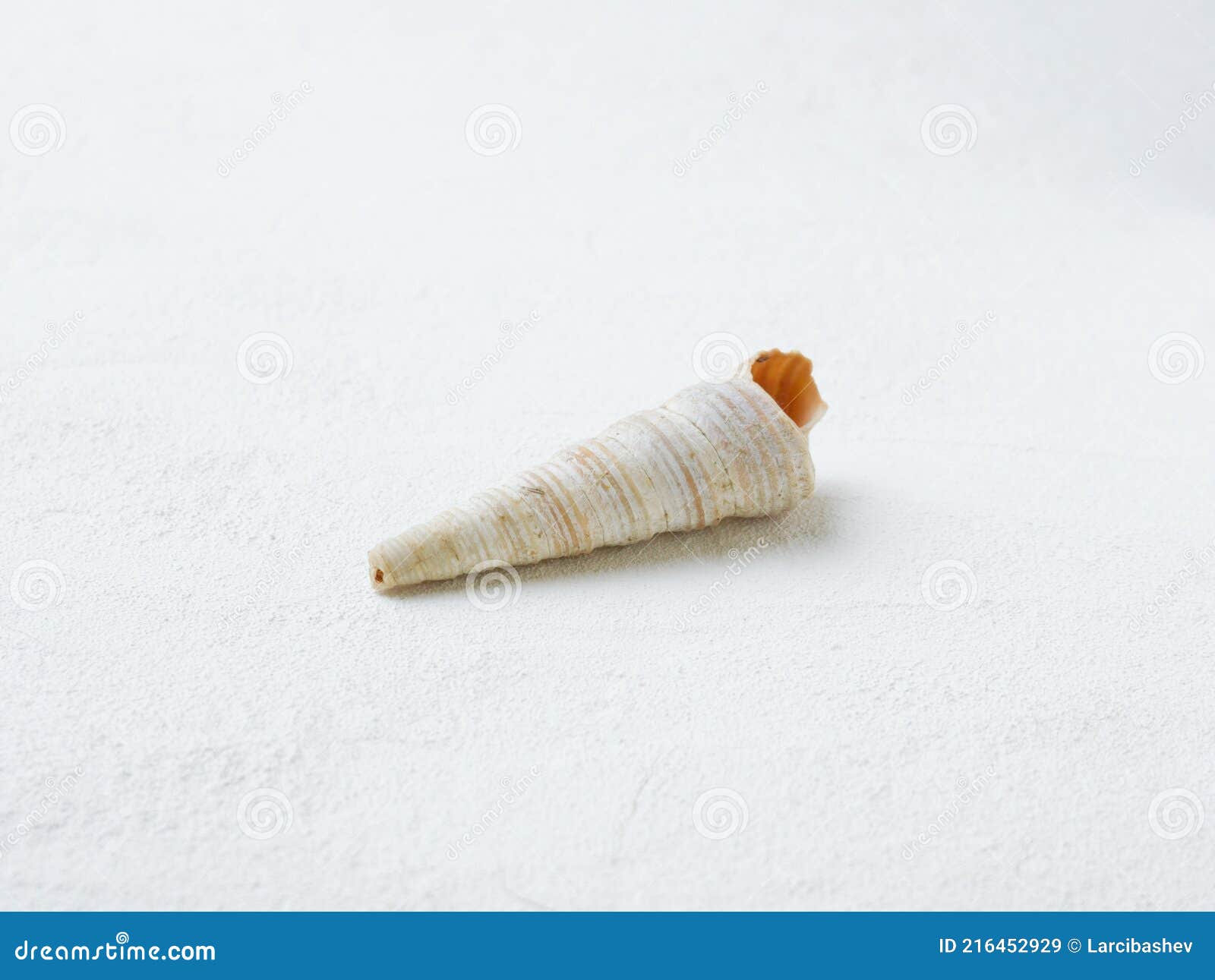 Tube sea mollusk shell. stock image. Image of evolution - 216452929