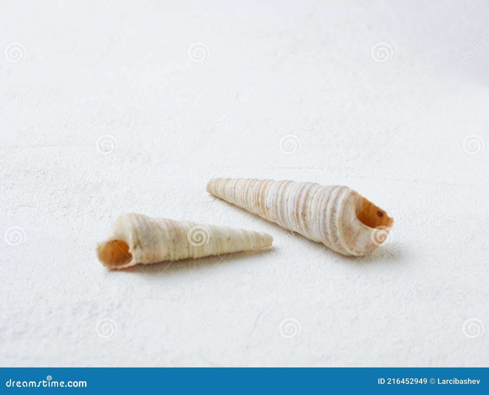 Tube sea mollusk shell. stock image. Image of seashell - 216452949