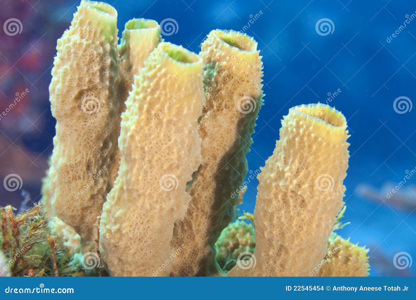 Tube Sponge stock photo. Image of tube, invertebrate - 22545454