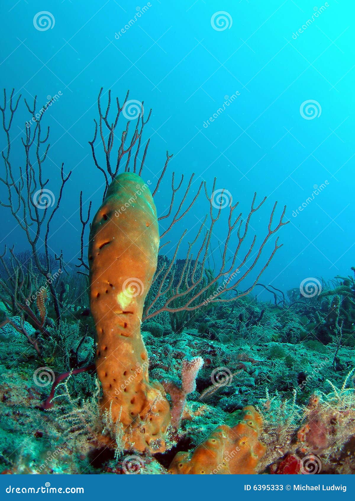Tube Sponge stock image. Image of aquarium, caribbean - 6395333
