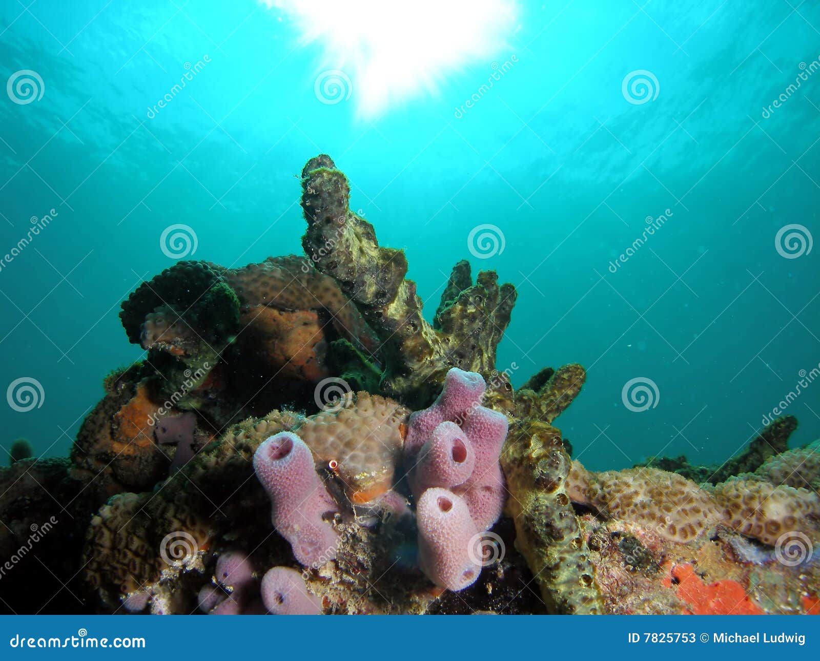 Tube Sponge stock image. Image of reef, tropical, water - 7825753
