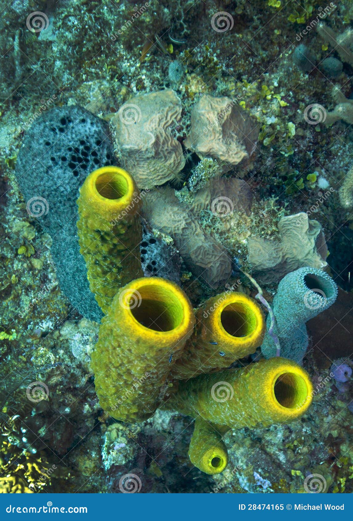 Tube Sponge - Belize stock image. Image of vertical, clear - 28474165