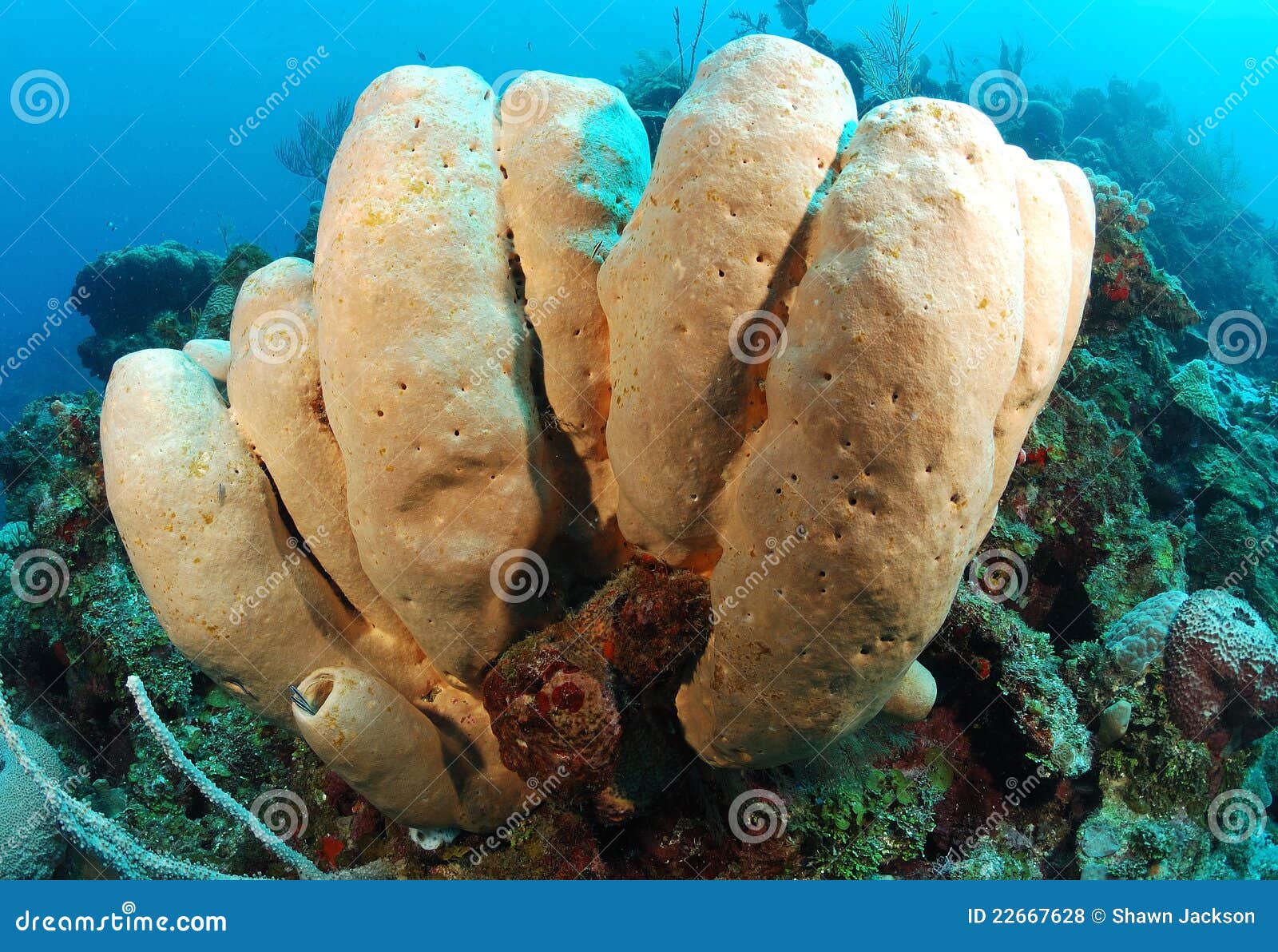 Sponge On The Rocky Surface Close Up, Waste Water, Dirty Water ...