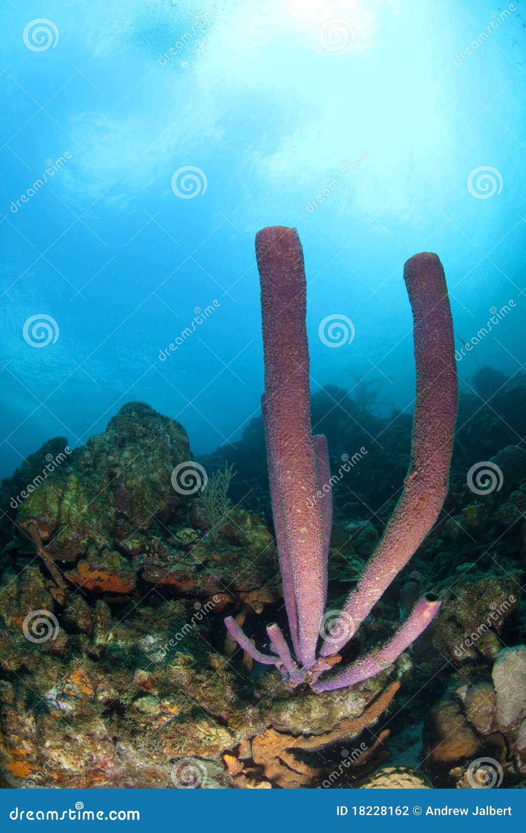 Tube sponge and coral reef stock photo. Image of bonaire - 18228162