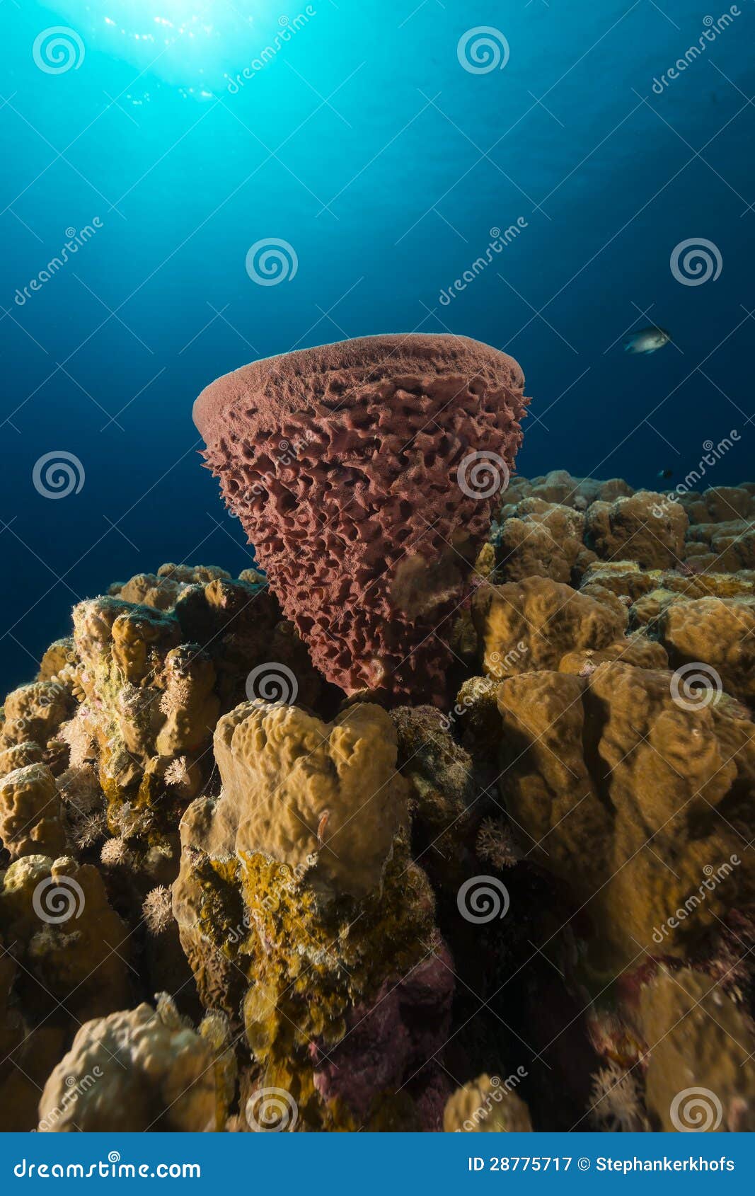 Tube Sponge and Tropical Reef in the Red Sea. Stock Image - Image of ...