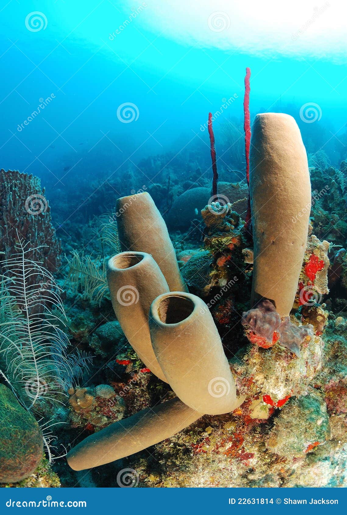Tube Sponges and Coral Reef Stock Photo - Image of tropics, agelasidae ...