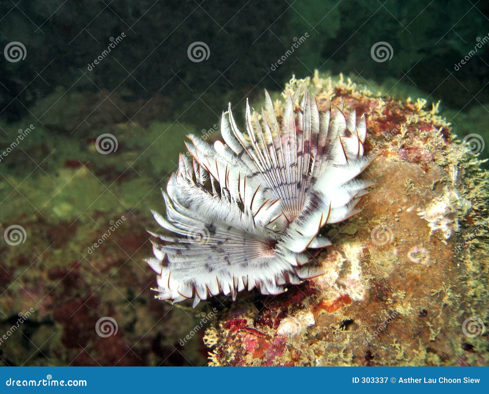 Tube Worm stock image. Image of marine, reef, tube, underwater - 303337