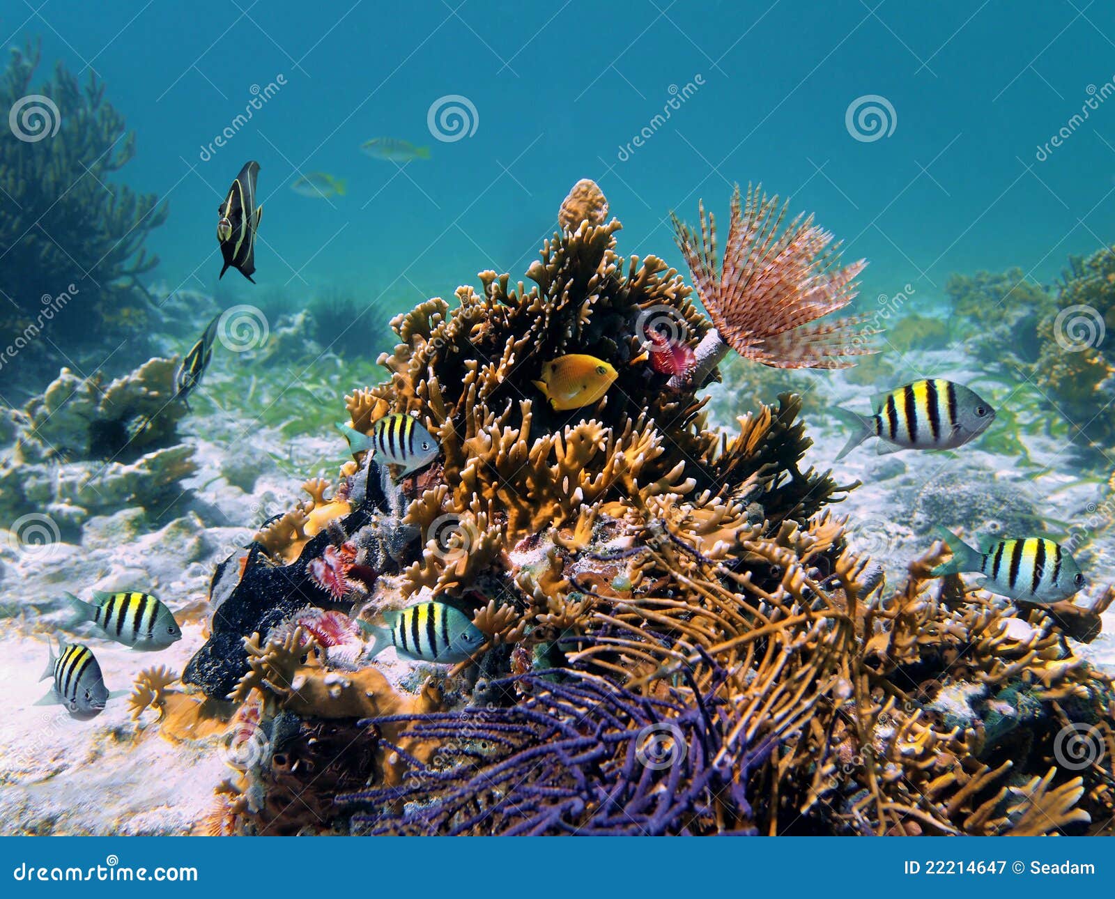 Tube worm and coral reef stock image. Image of jamaica - 22214647