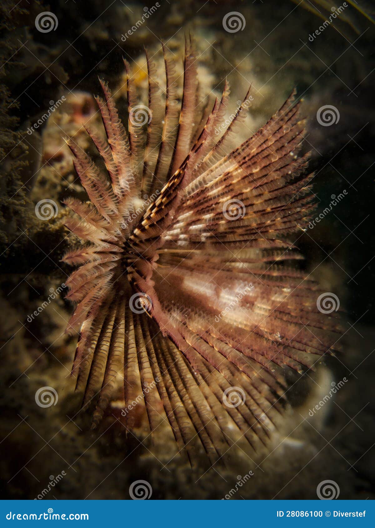 Tube Worm - Sabellidae sp. stock photo. Image of snail - 28086100