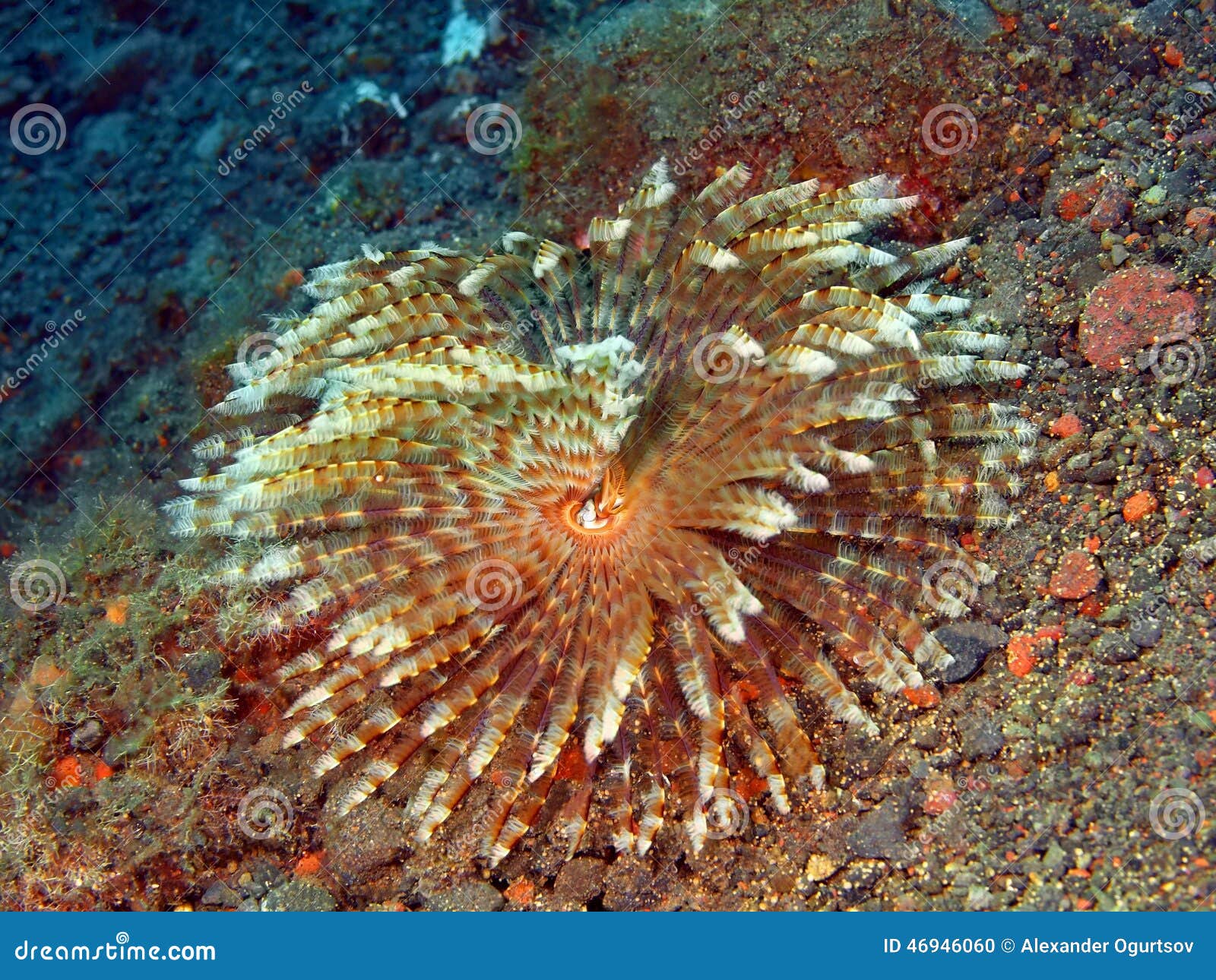 Tube worm stock photo. Image of organism, reef, animal - 46946060