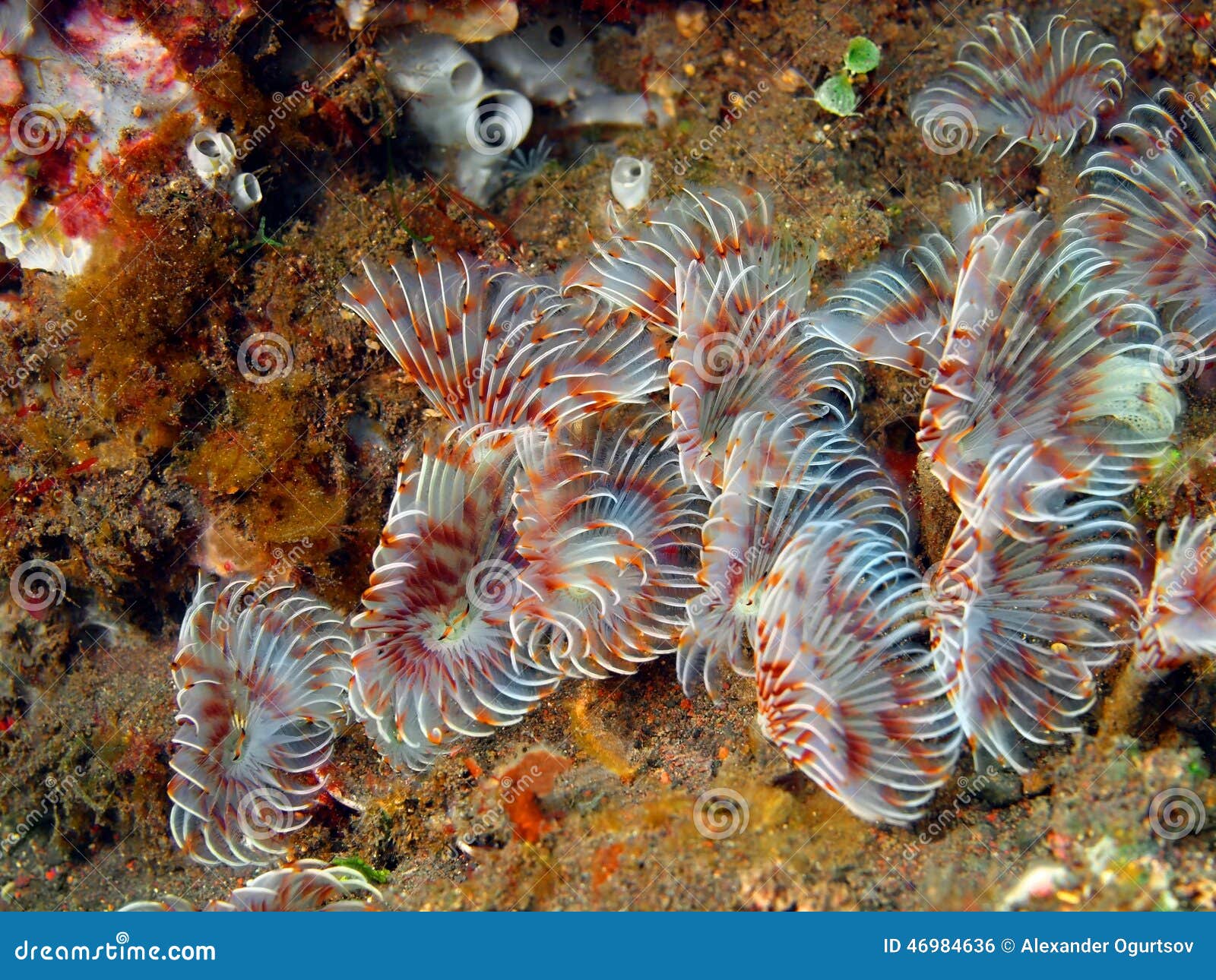 Tube worms stock photo. Image of underwater, animal, world - 46984636