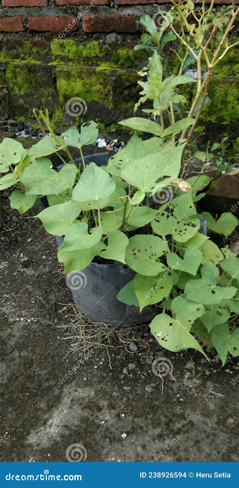 Tuber plant stock photo. Image of tuber, khas, potato - 238926594
