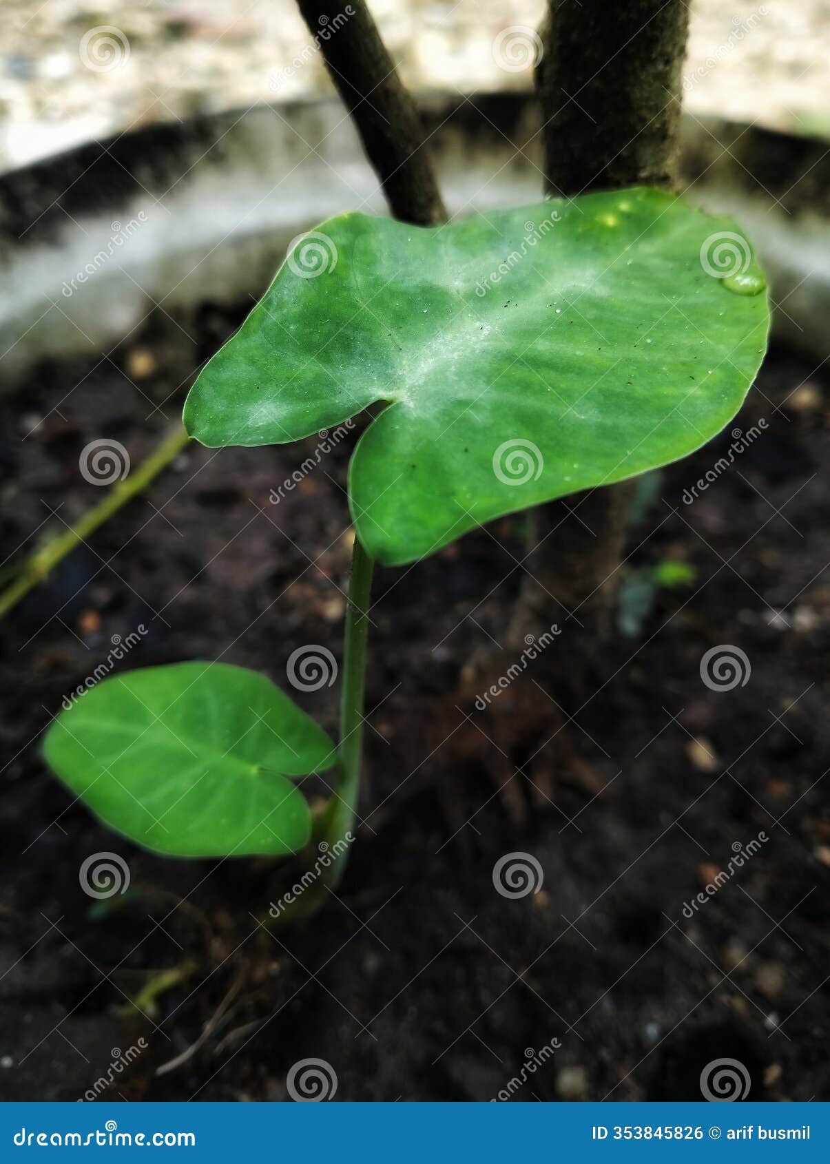 Tuber Growing To A Plant. Tissue Culture Plant Tuber. Tissue Culture ...