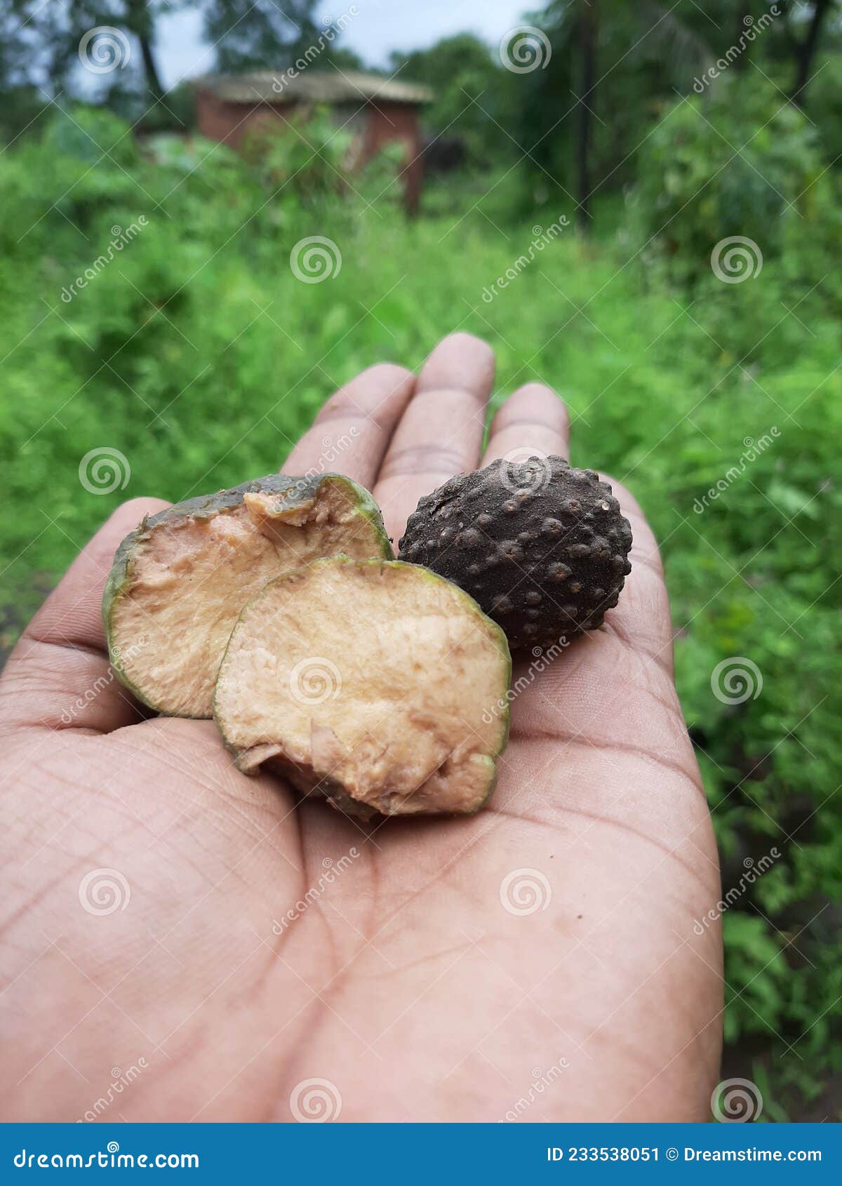 Tuber root fruit stock image. Image of tuber, root, maharshtra - 233538051
