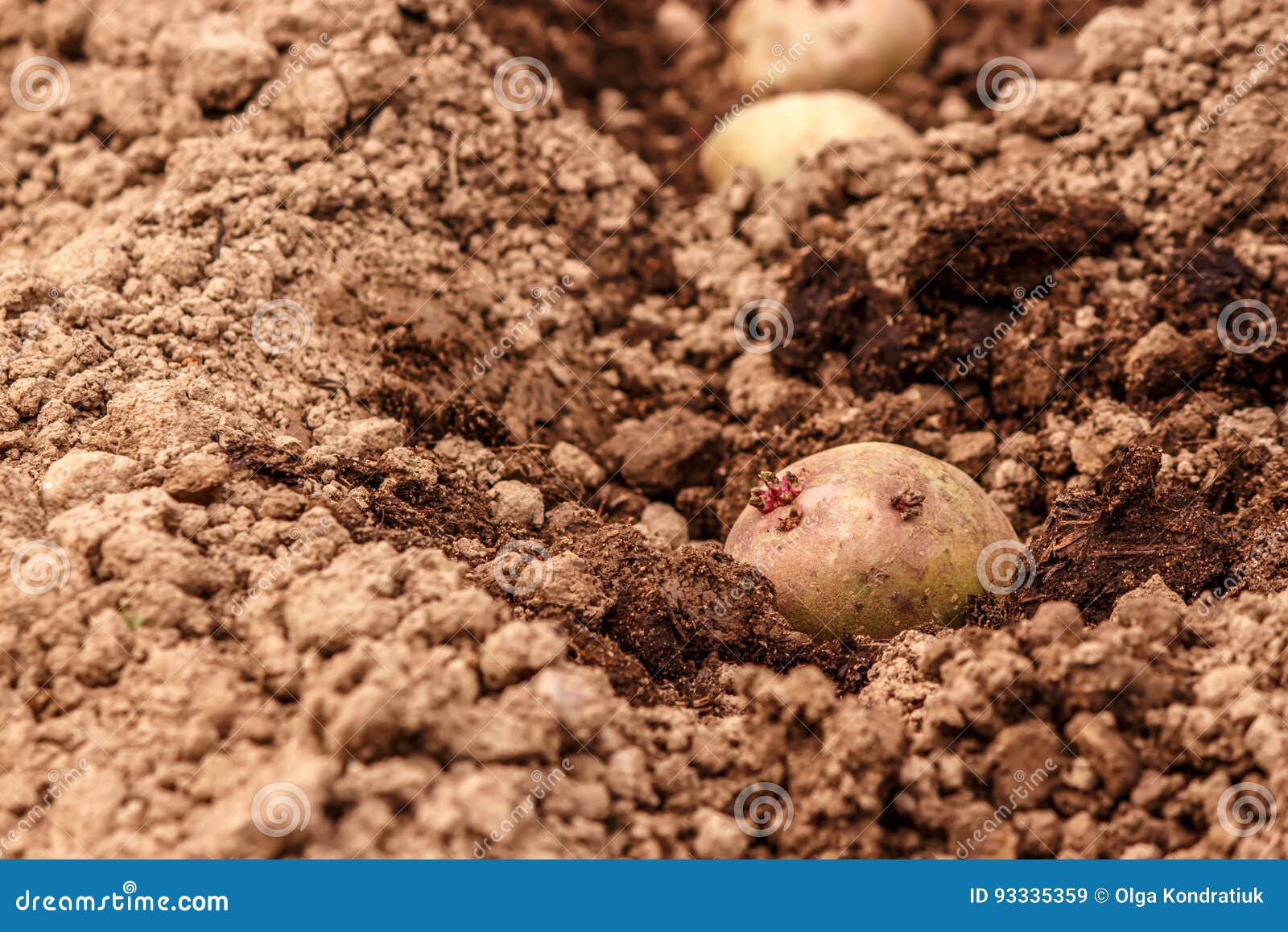 The Tuber Sprouted Potatoes in the Ground Stock Image - Image of ...