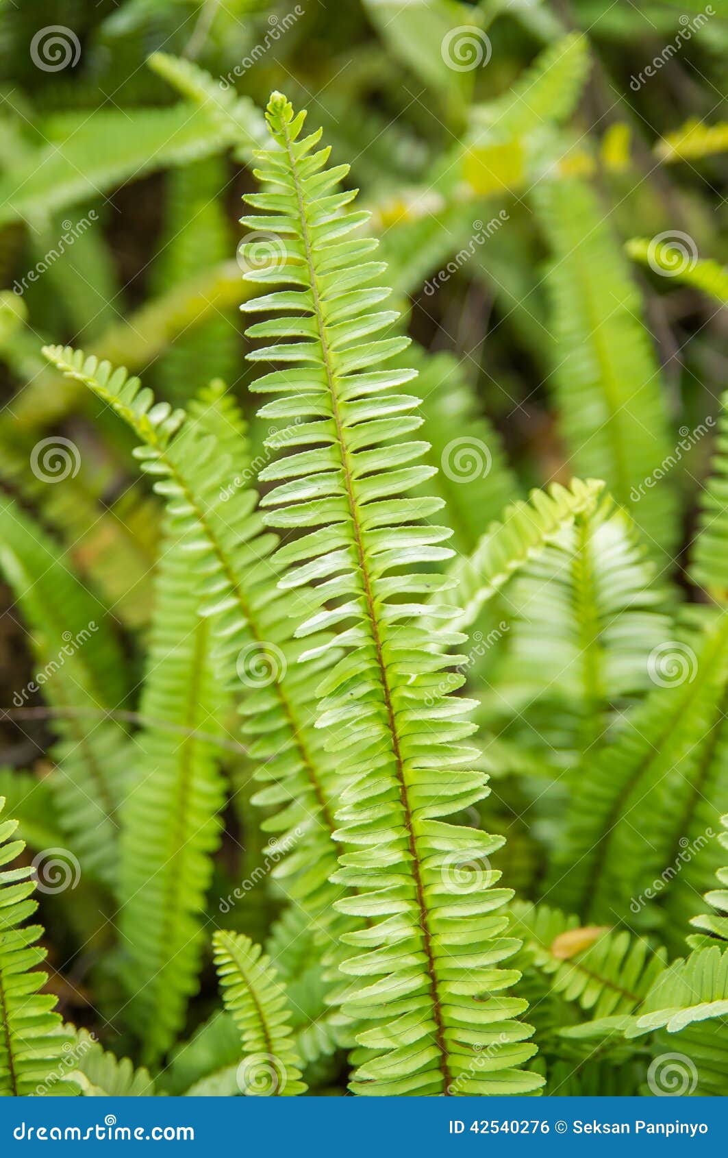 Tuber Sword Fern stock photo. Image of foliage, macro - 42540276