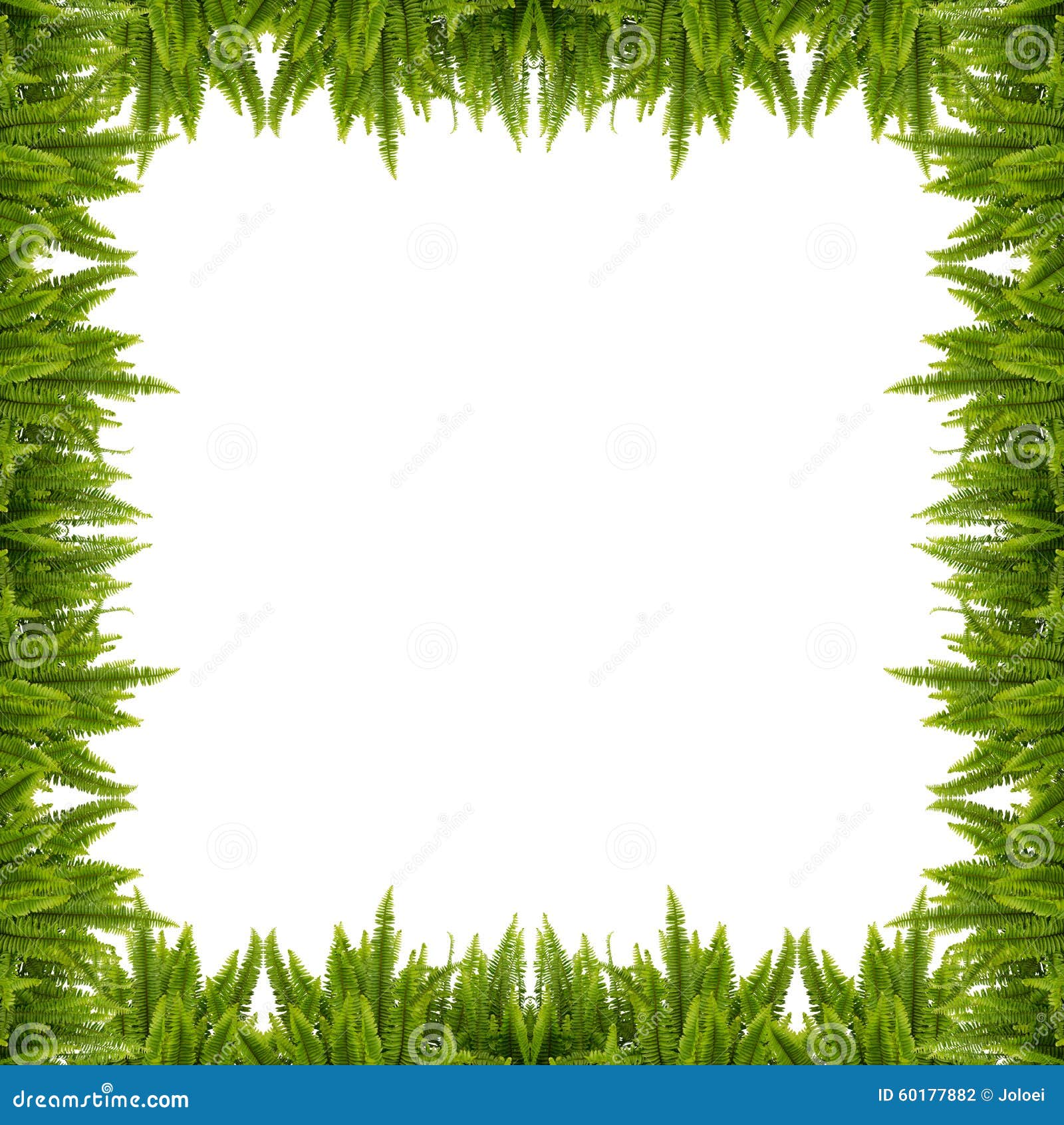 Fern Frame Stock Photography | CartoonDealer.com #3199574