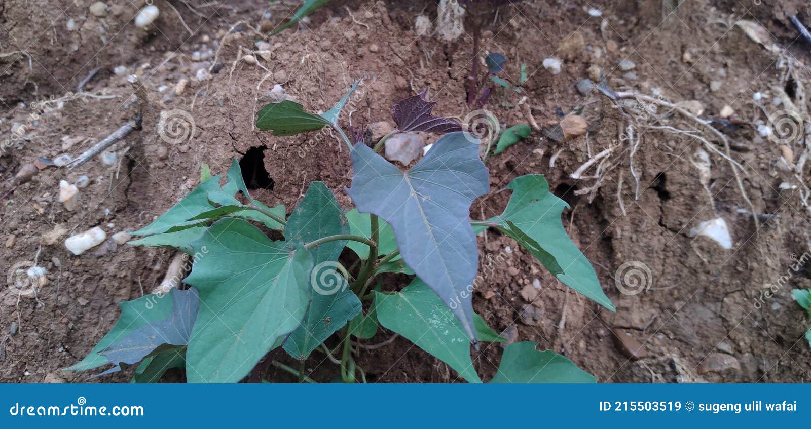 A Tuber Tree Plant that Has Started To Grow Stock Image - Image of grow ...