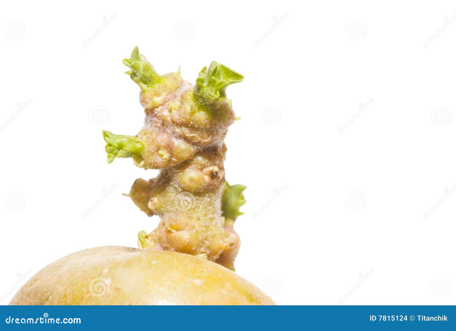 Tubercule De Plante De Pomme De Terre Photo stock - Image du botanique ...