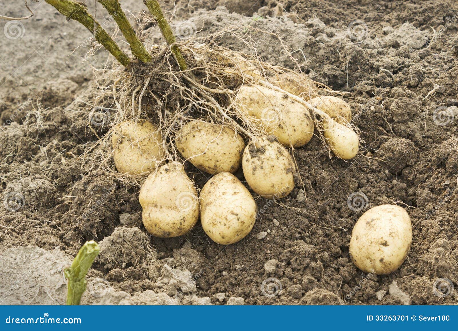 Tubercules D'un Bush Dans La Pomme De Terre Image stock - Image du ...