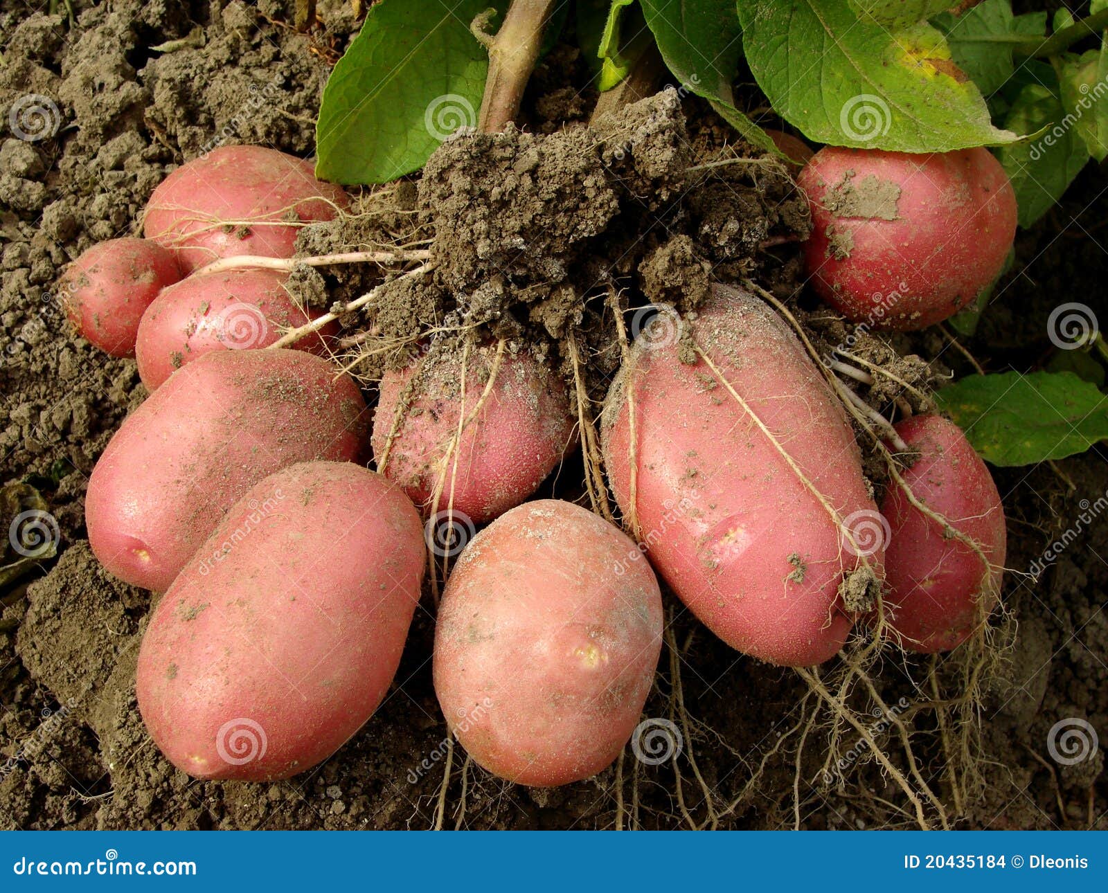 Tubercules De Pomme De Terre Photo stock - Image du ferme, cordon: 20435184