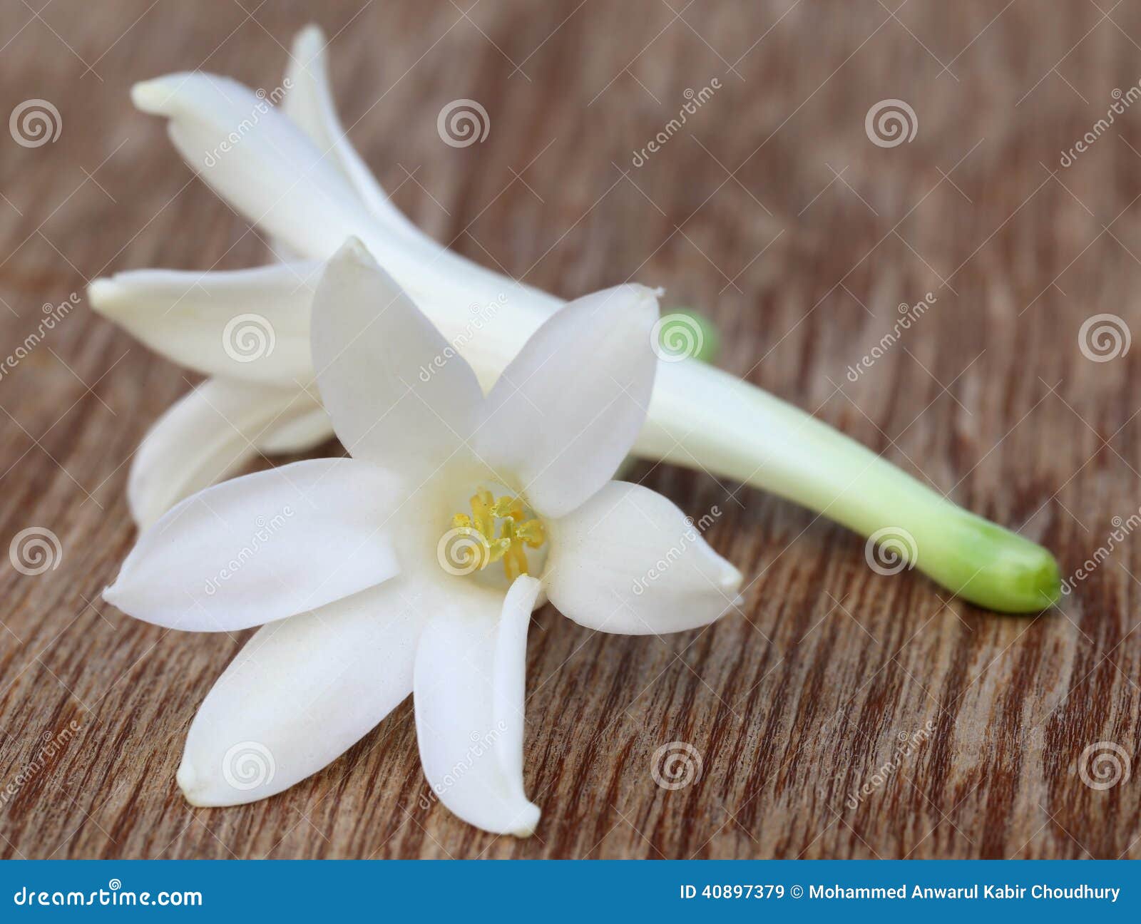 Tuberose immagine stock. Immagine di incantare, rosa - 40897379