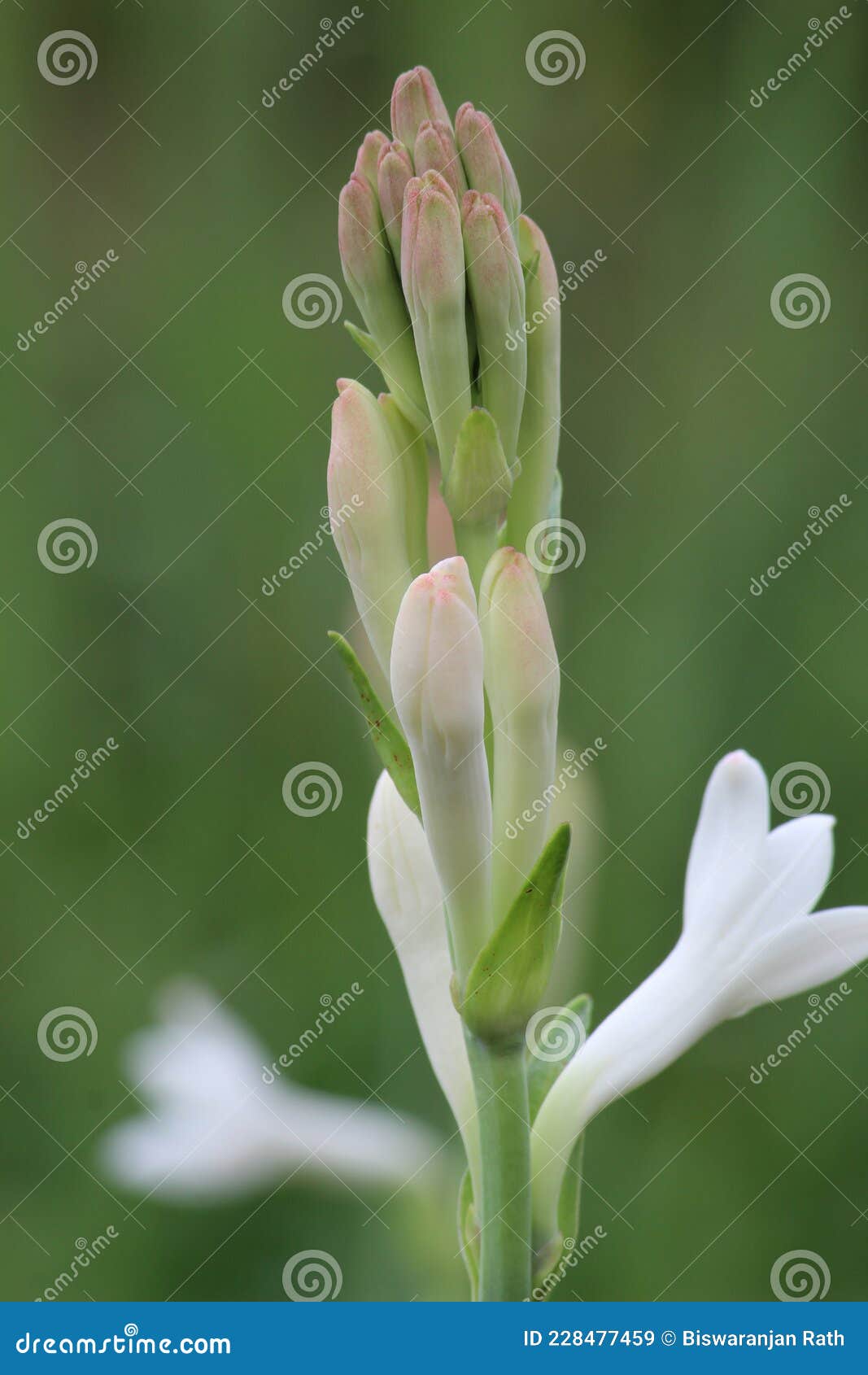 Tuberose Flower Budding In Nice Blur Background Hd Royalty-Free Stock ...