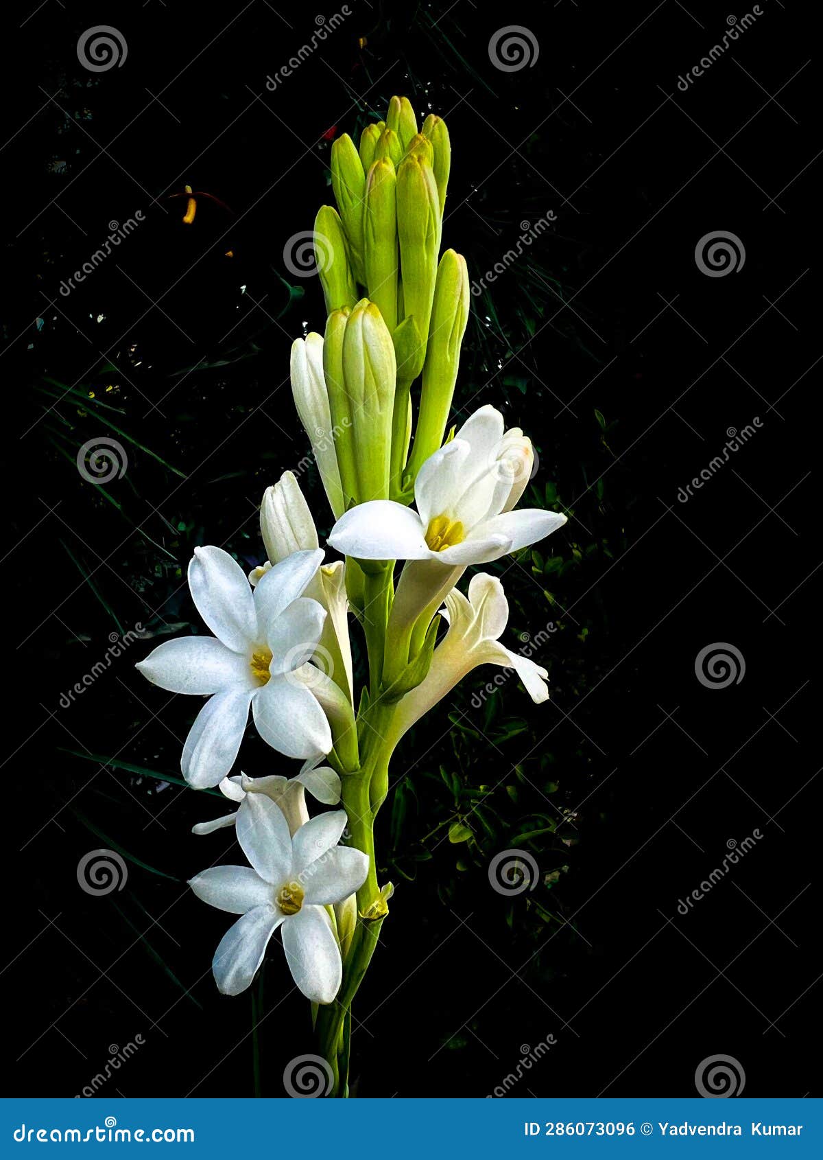 A Tuberose flower stock photo. Image of fragrant, tube - 286073096