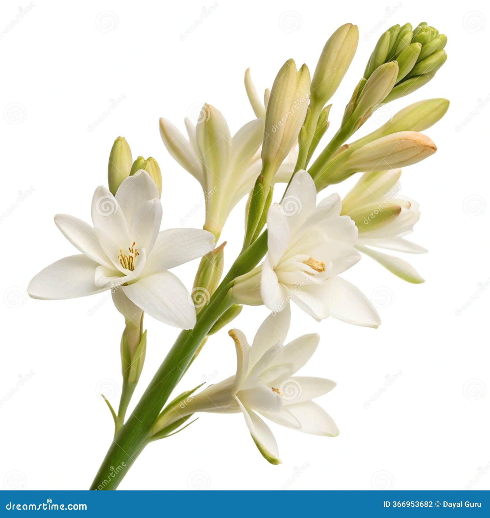 Tuberose Flower Blurred Background Aromatic Scent Perfume Royalty-Free ...
