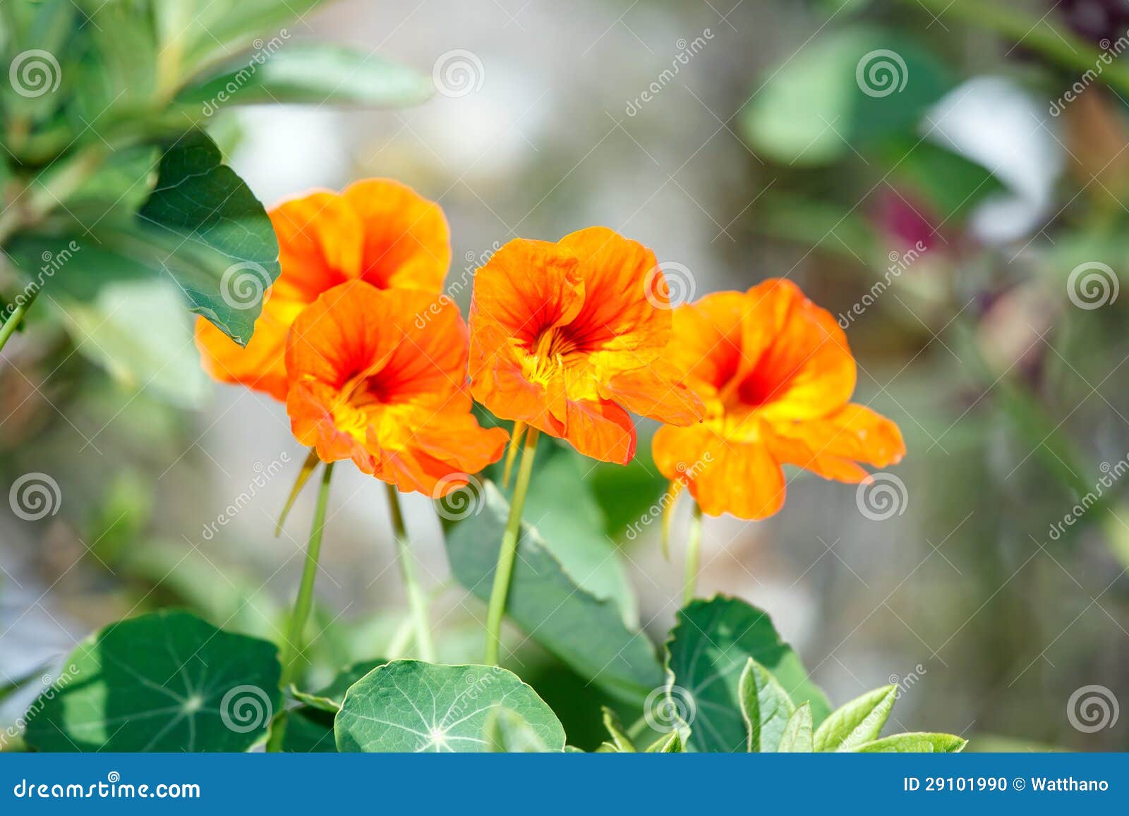 Tuberose Flower, Polianthes Tuberosa Stock Photo - Image of flavor ...