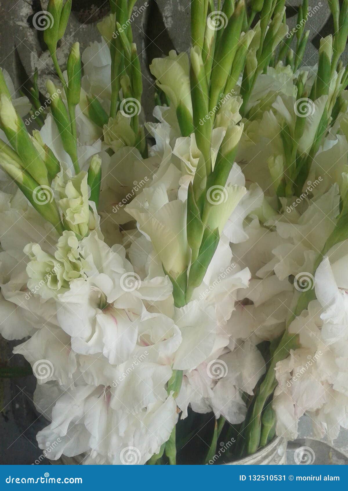 Tuberose stock image. Image of tuberose, flower, beautiful - 132510531