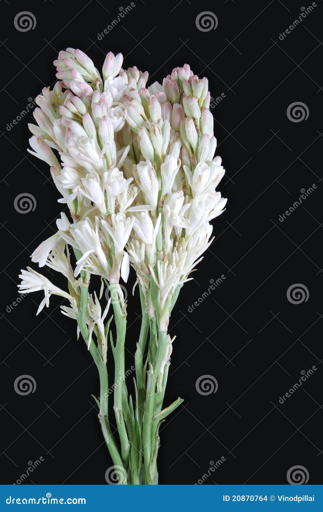 Tuberose flowers on black stock photo. Image of bright - 20870764