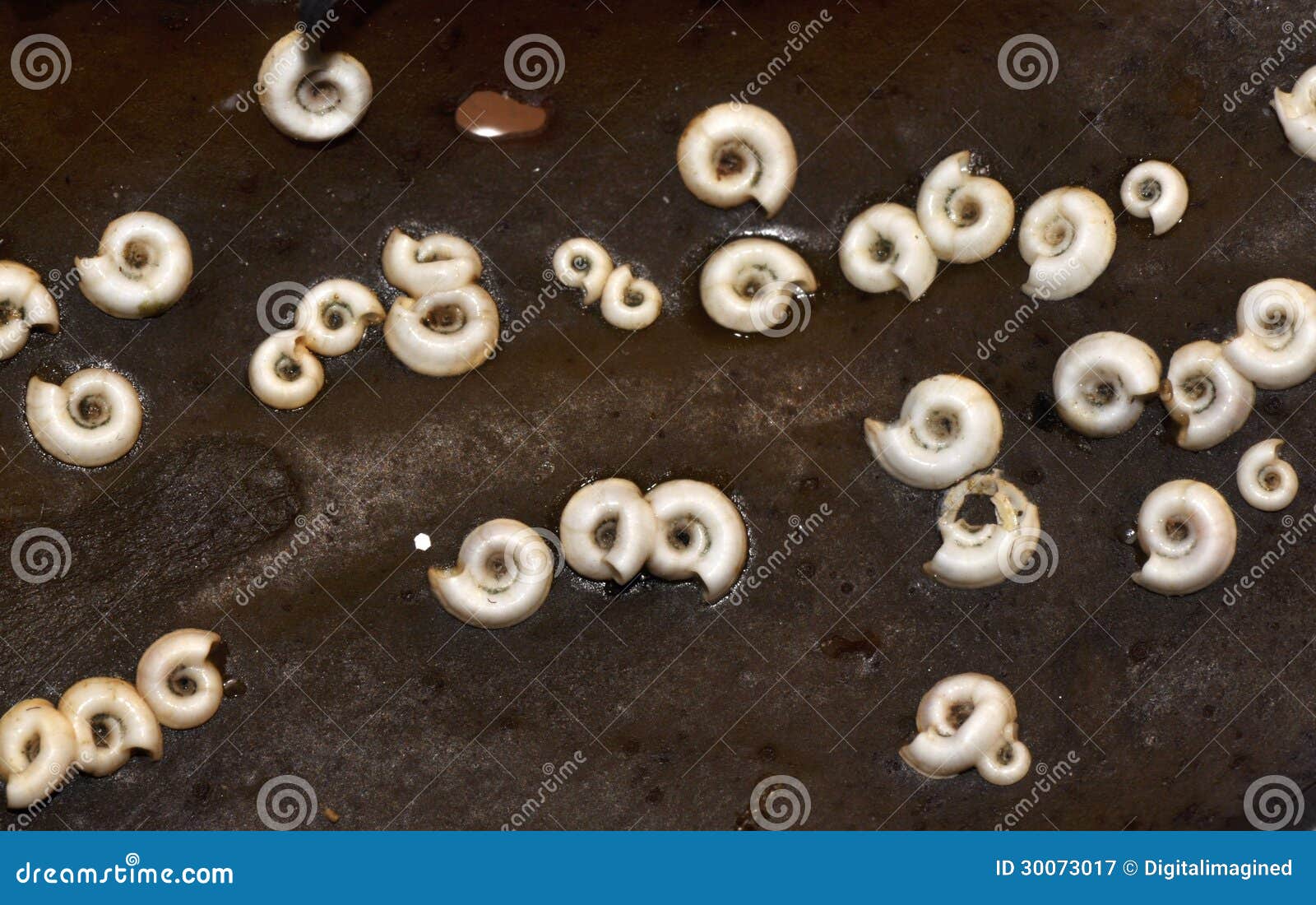 Spirorbis tubeworm stock image. Image of polychaetae - 30073017