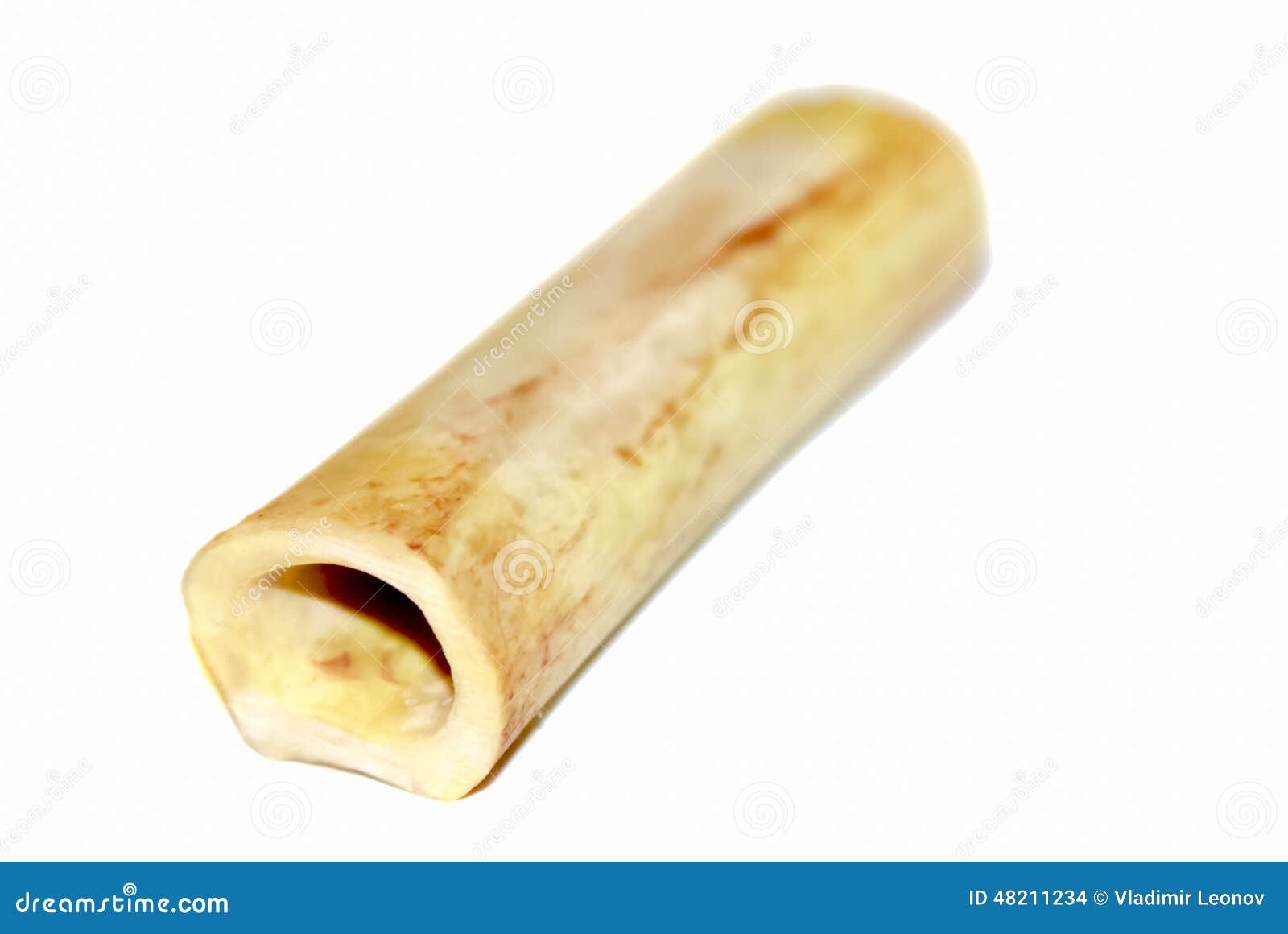Tubular bone stock photo. Image of anatomy, wildlife - 48211234