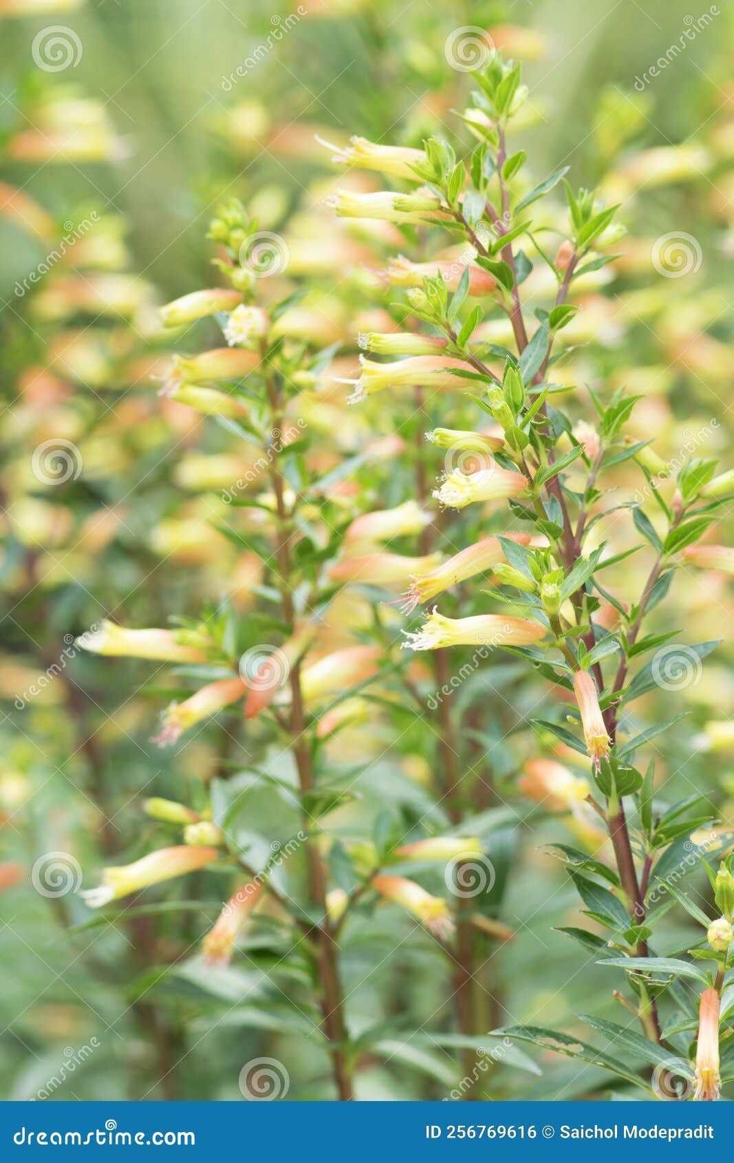 Tubular flower in garden stock photo. Image of closeup - 256769616