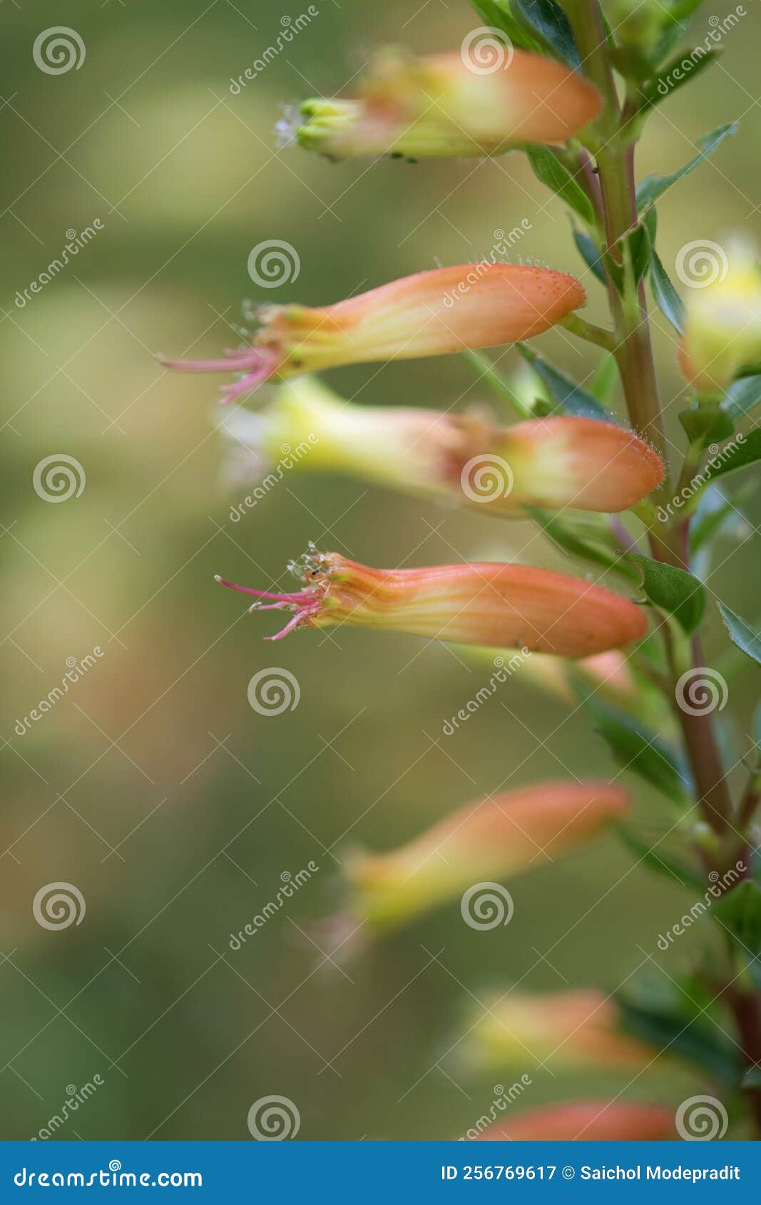 Tubular flower in garden stock image. Image of colorful - 256769617
