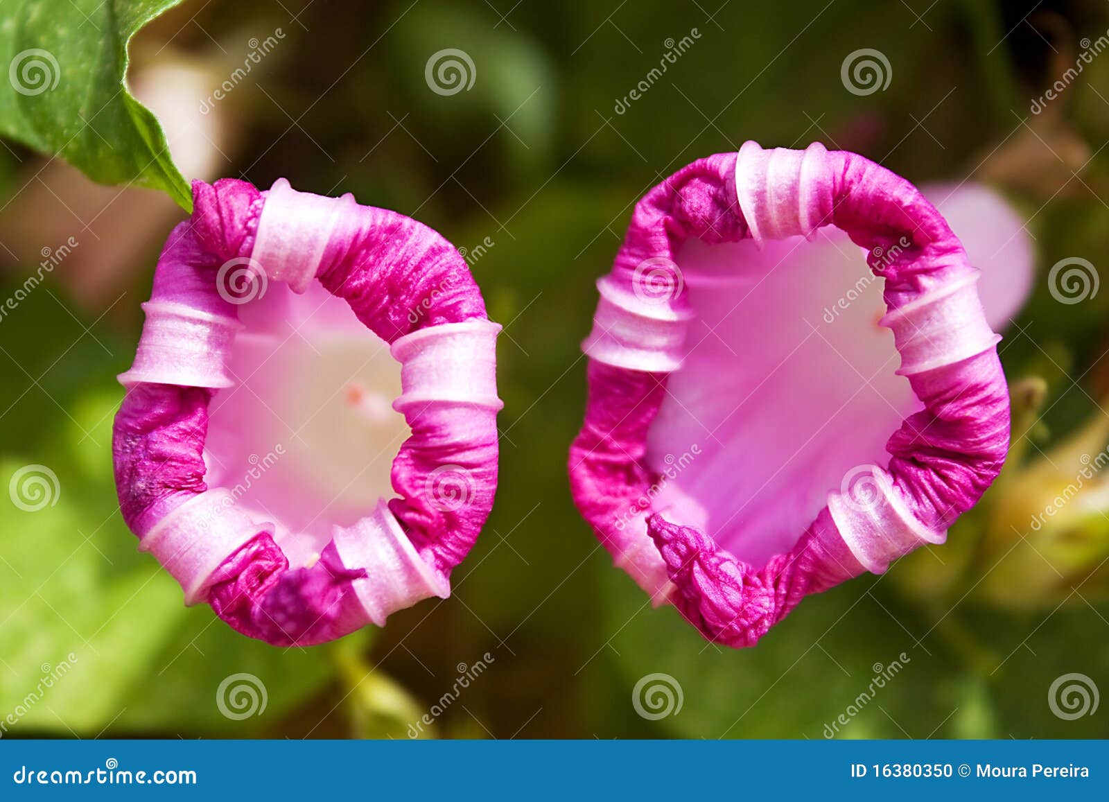 Tubular Pink Flowers stock photo. Image of macro, colored - 16380350