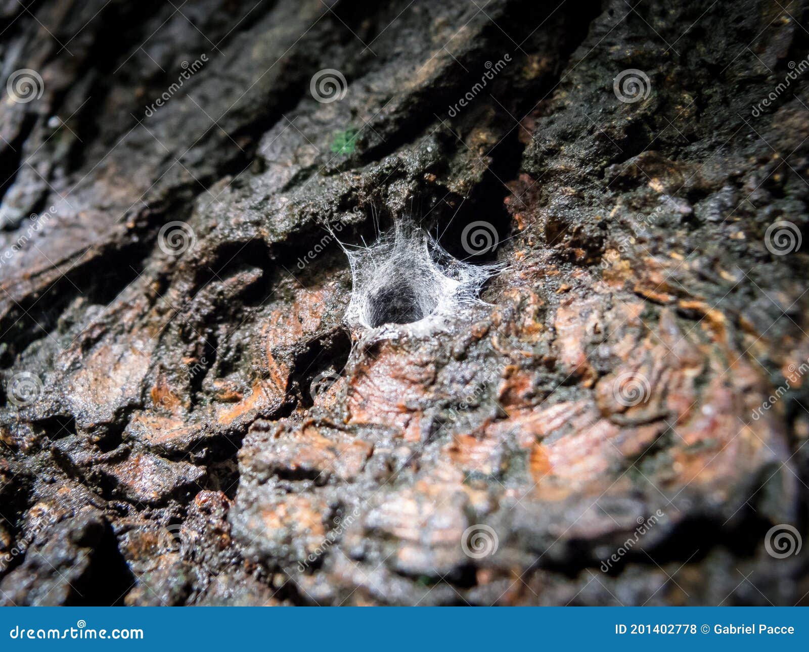 Tubular Spider Web on a Cracked Tree Stock Photo - Image of pattern ...