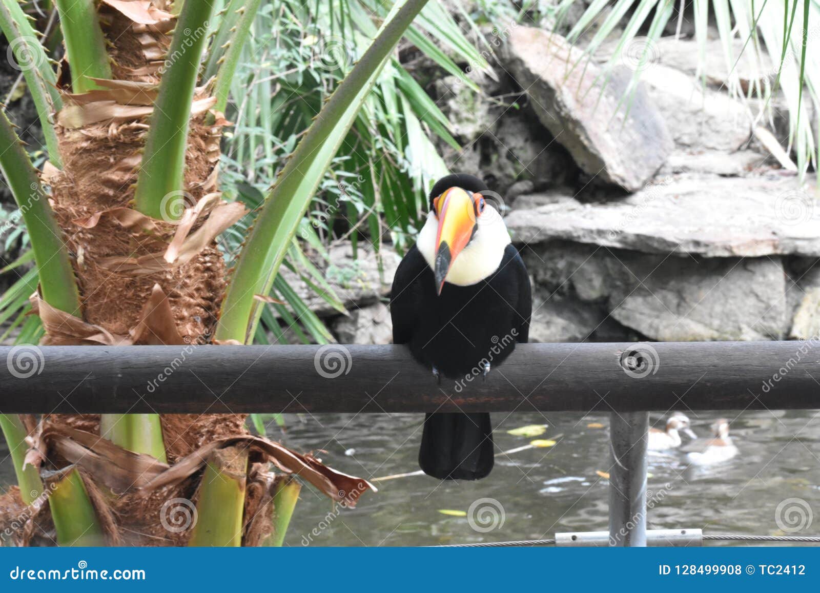 Tucán blanco y negro foto de archivo. Imagen de argentina - 128499908