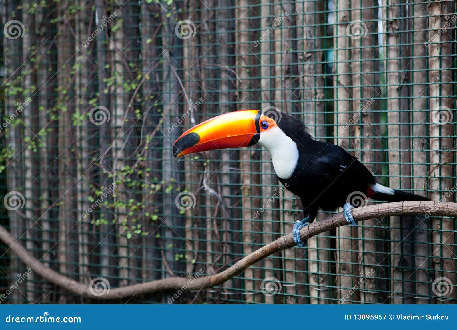 Tucan stock image. Image of black, colorful, beautiful - 13095957