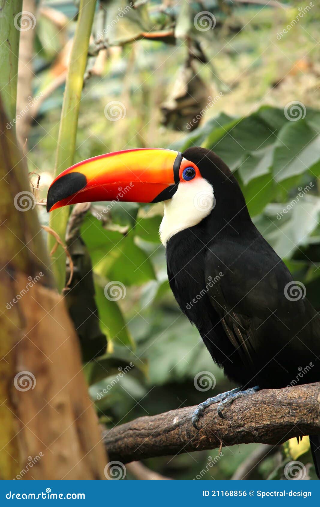 Tucan stock photo. Image of wild, tropical, body, black - 21168856