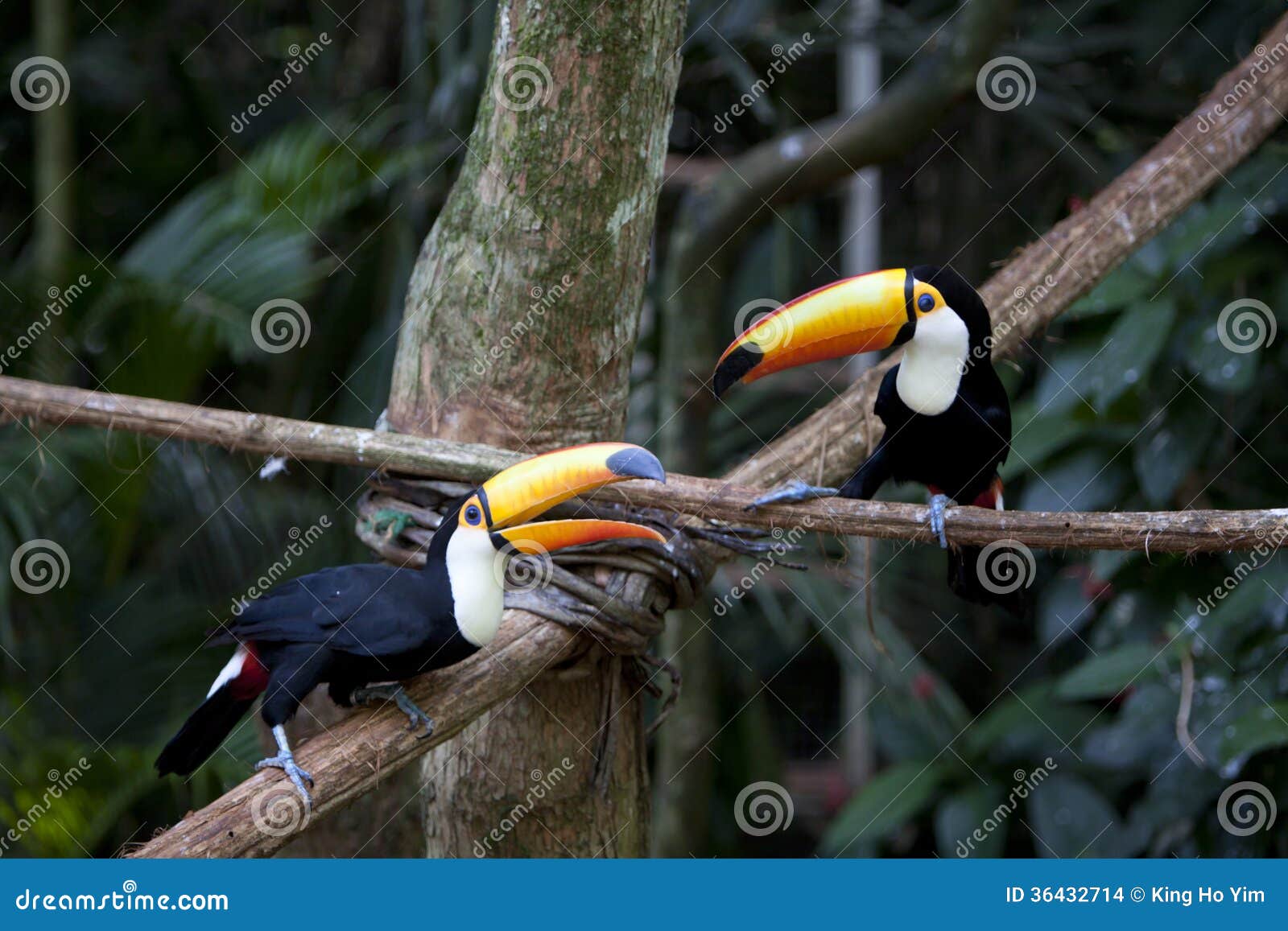 Tucan foto de archivo. Imagen de azul, aviario, hermoso - 36432714