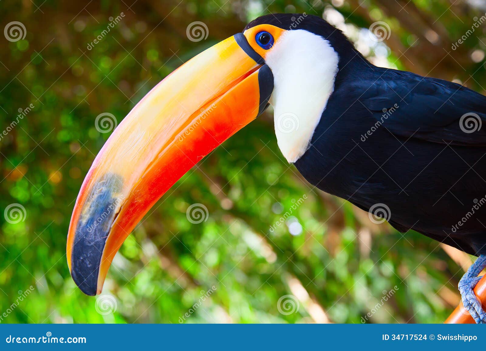 Tucan colorido foto de archivo. Imagen de azul, coloreado - 34717524